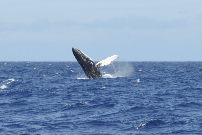 Whale Watching on Coral Princess in Bermuda - FAQs
