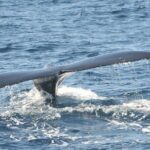 Whale Watching on Sundeck in Bermuda - What Past Travelers Say