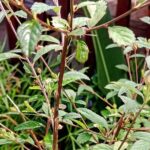 Wild and Medicinal Dominica Private Tour - Learning About Medicinal Plants & Making Tea