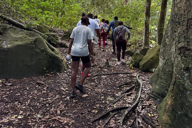 Wingfield Rain Forest Nature Trail Adventure - How It Compares to Other Tours