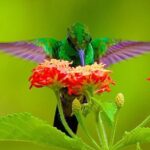 Yerette Home of the Hummingbird and Caroni Wildlife Tour - Final Thoughts on Value and Suitability