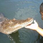 Ys Falls and Black River Safari Private Tour - YS Falls: Natural Beauty and Adventure