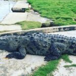 Ys Falls & Black River Safari Boat Cruise [Transportation only] - What Makes This Tour Special?