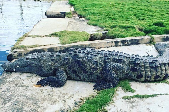 Ys Falls & Black River Safari Boat Cruise [Transportation only] - What Makes This Tour Special?