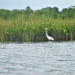 YS Falls plus Black River Safari Guided Tour w/Lunch & Admission from Falmouth - Why this tour is a good value