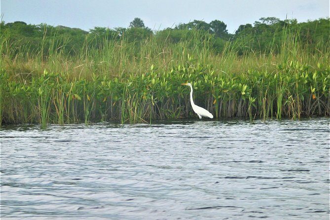 YS Falls plus Black River Safari Guided Tour w/Lunch & Admission from Falmouth - Why this tour is a good value