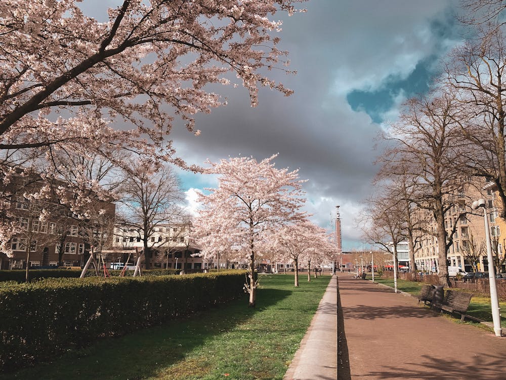 Cherry blossoms in Amsterdam park