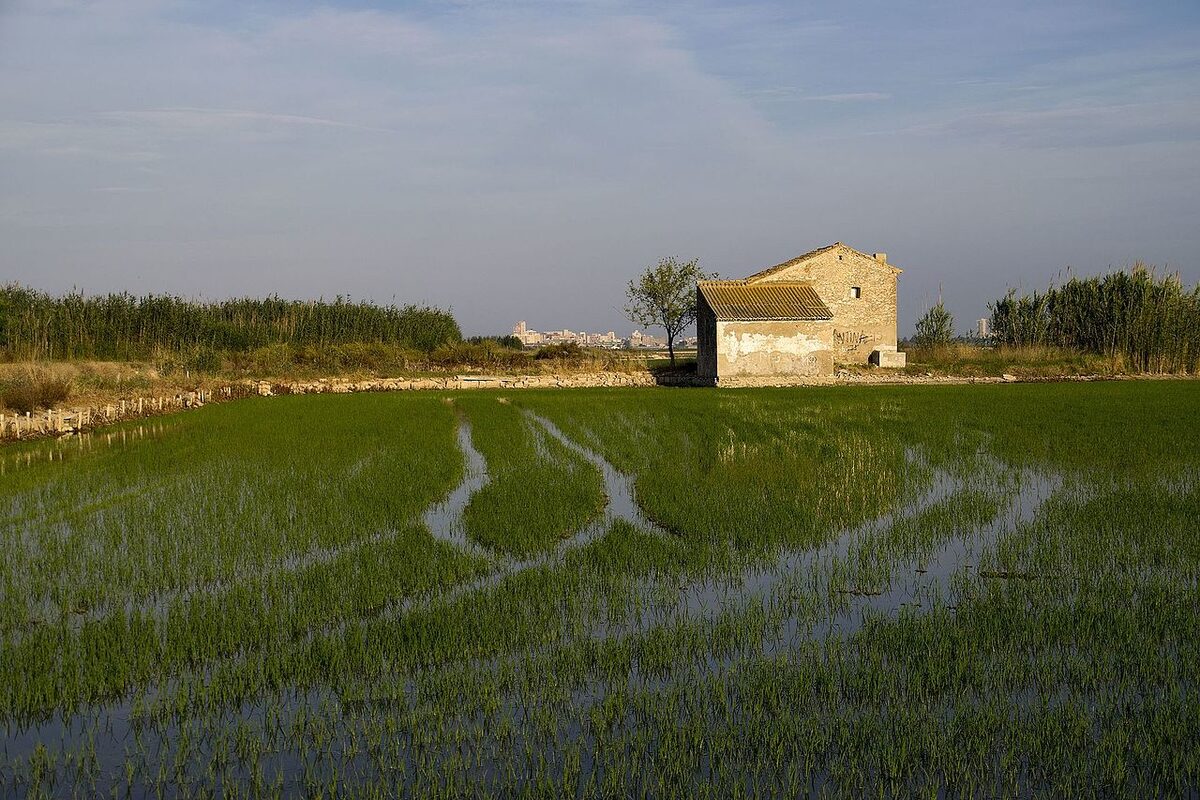 Rice fields in the Albufera natural park near Valencia where paella rice is grown
