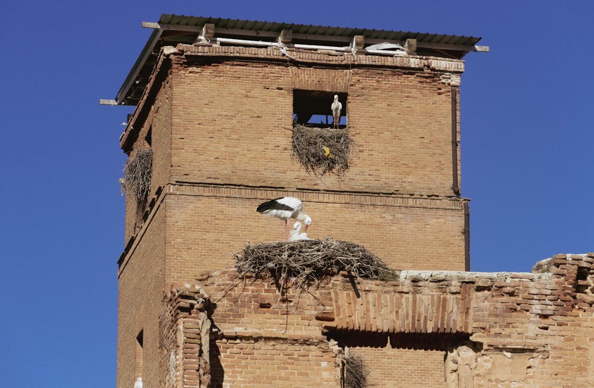Storks nesting on a historic brick building in Alcala de Henares
