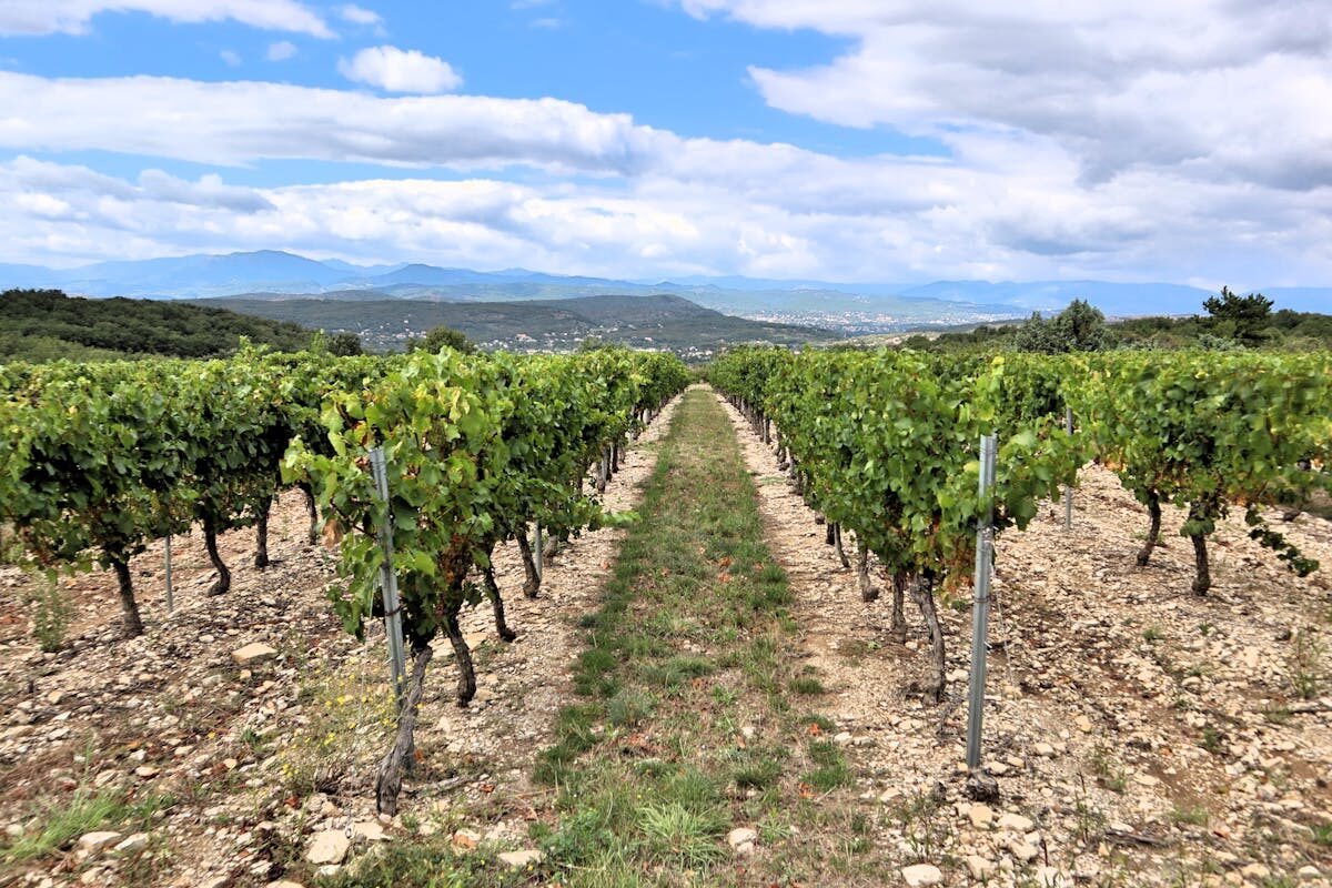 Rows of grapevines in a Ribera del Duero vineyard with mountains in the background