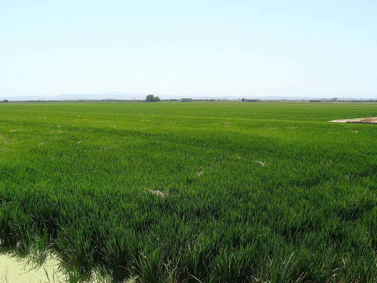 Rice farming with tractor in the Albufera region near Valencia