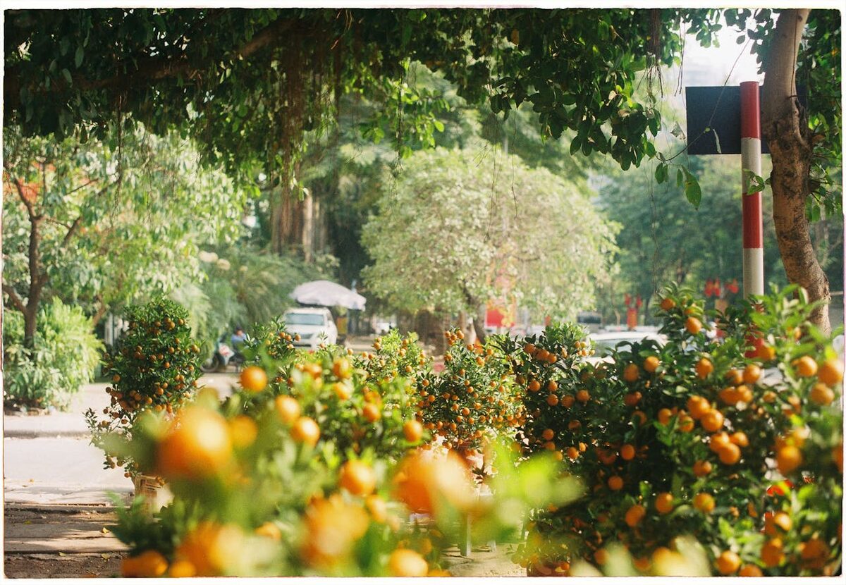 Orange trees lining a city sidewalk with ripe fruit hanging from branches