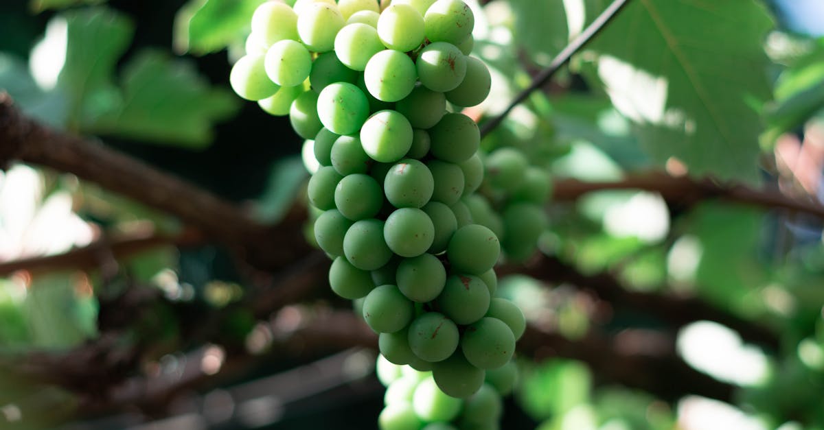 Fresh cluster of green grapes for the Spanish New Year tradition
