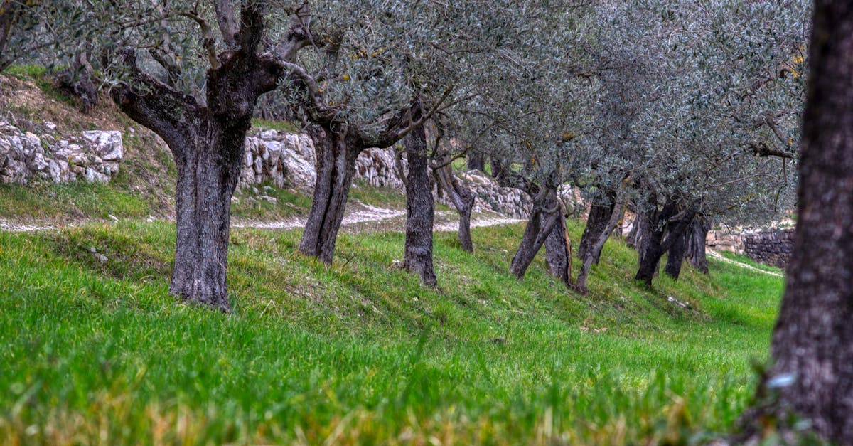 Olive grove stretching across Mediterranean hills
