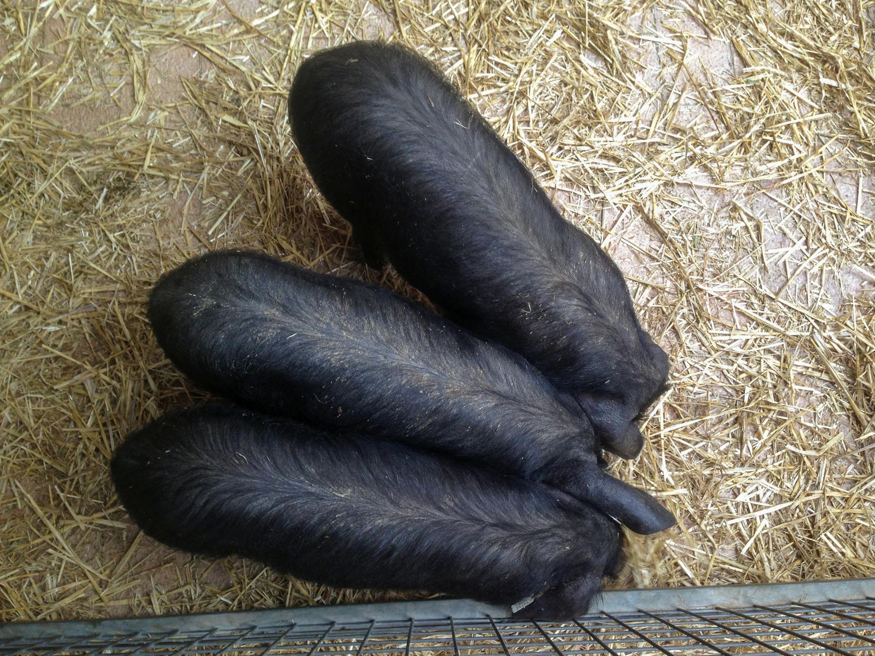 Iberian pig grazing in a Spanish oak dehesa pasture