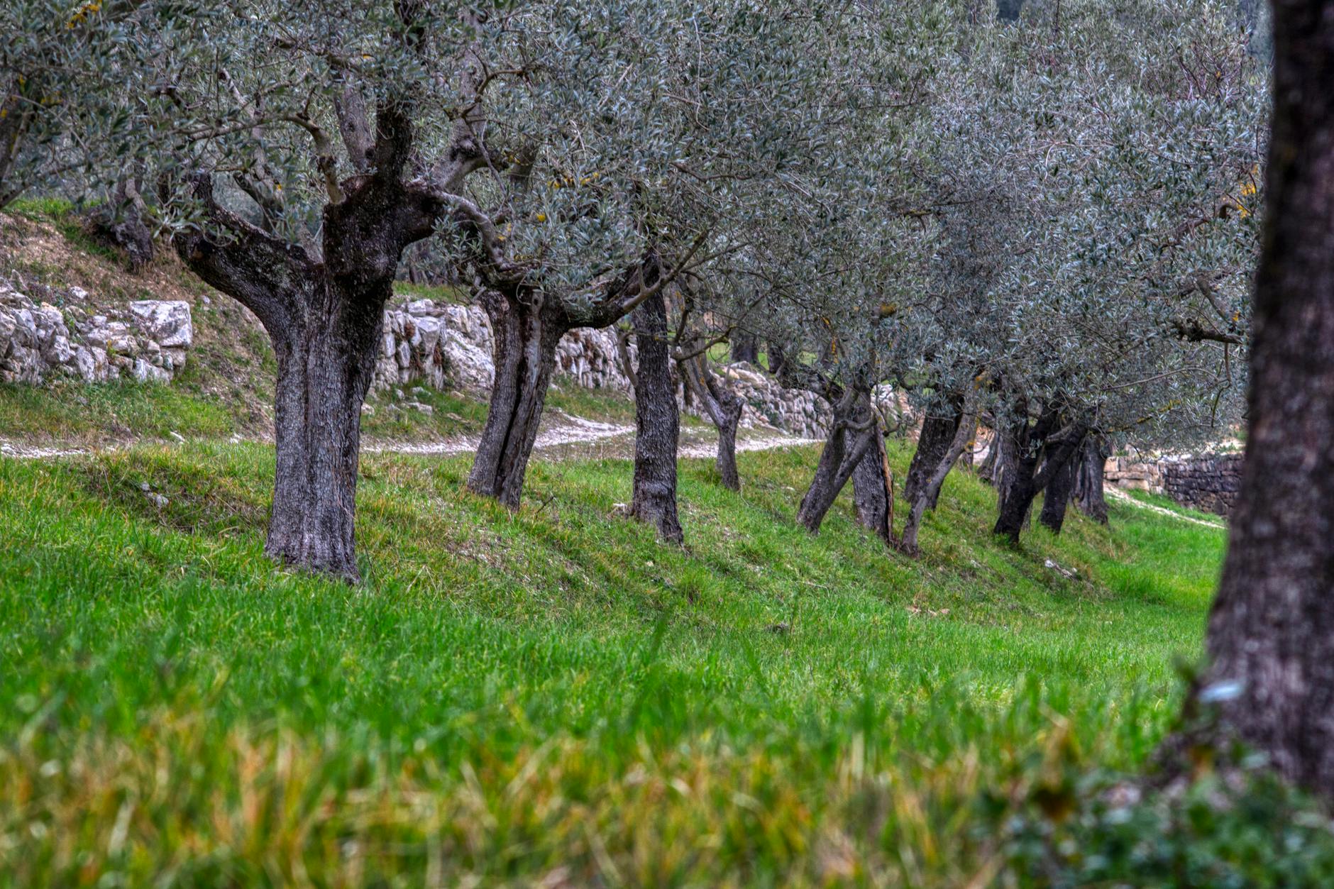 Rows of olive trees in a Mediterranean olive grove