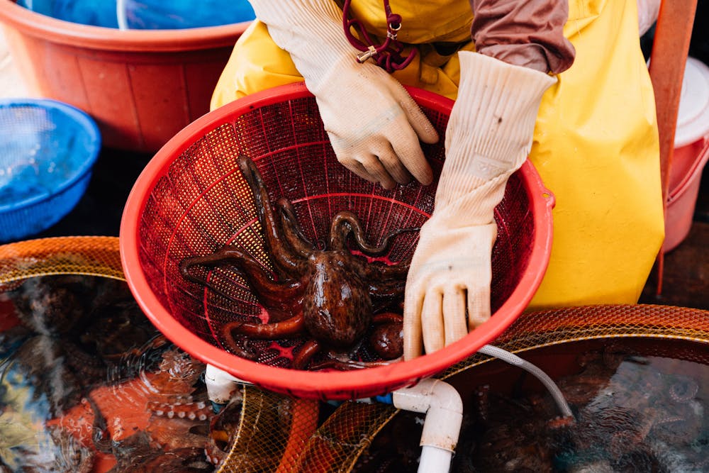 Pulpo a la gallega with paprika on a wooden plate
