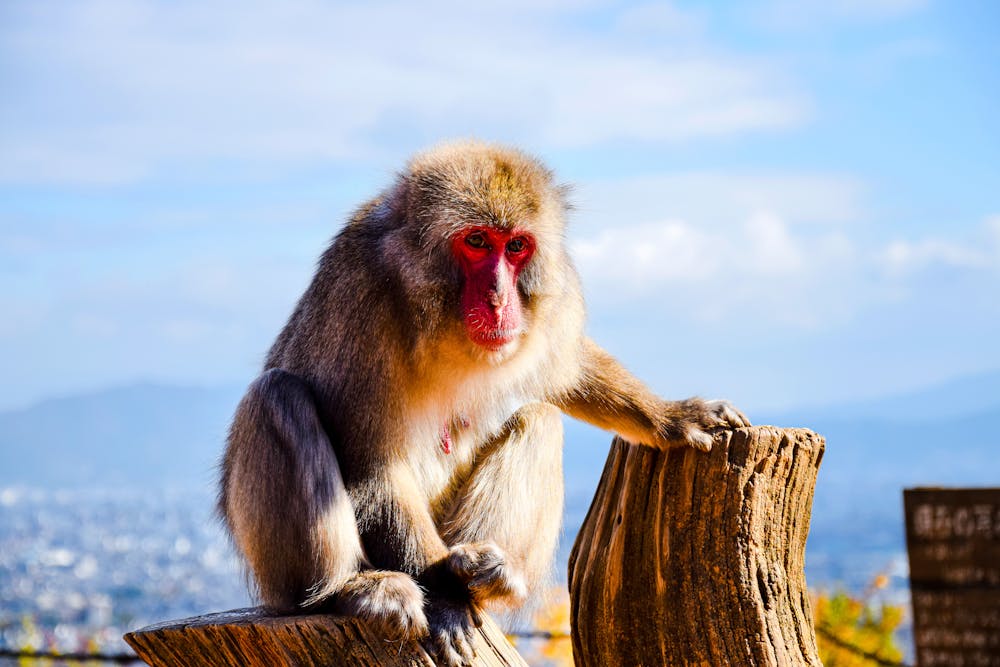 Japanese macaque at Arashiyama Monkey Park, Kyoto, Japan