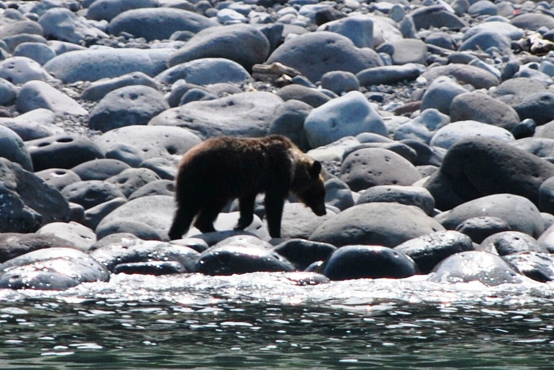 Wild brown bear at Shiretoko Peninsula, Hokkaido, Japan