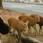 Deer grazing in Nara Park, Japan