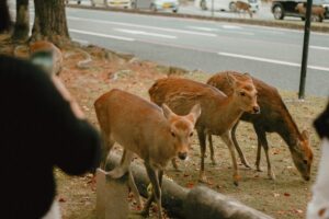 Deer grazing in Nara Park, Japan