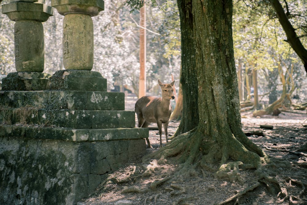 Sika deer near ancient stone lanterns in Nara Park, Japan