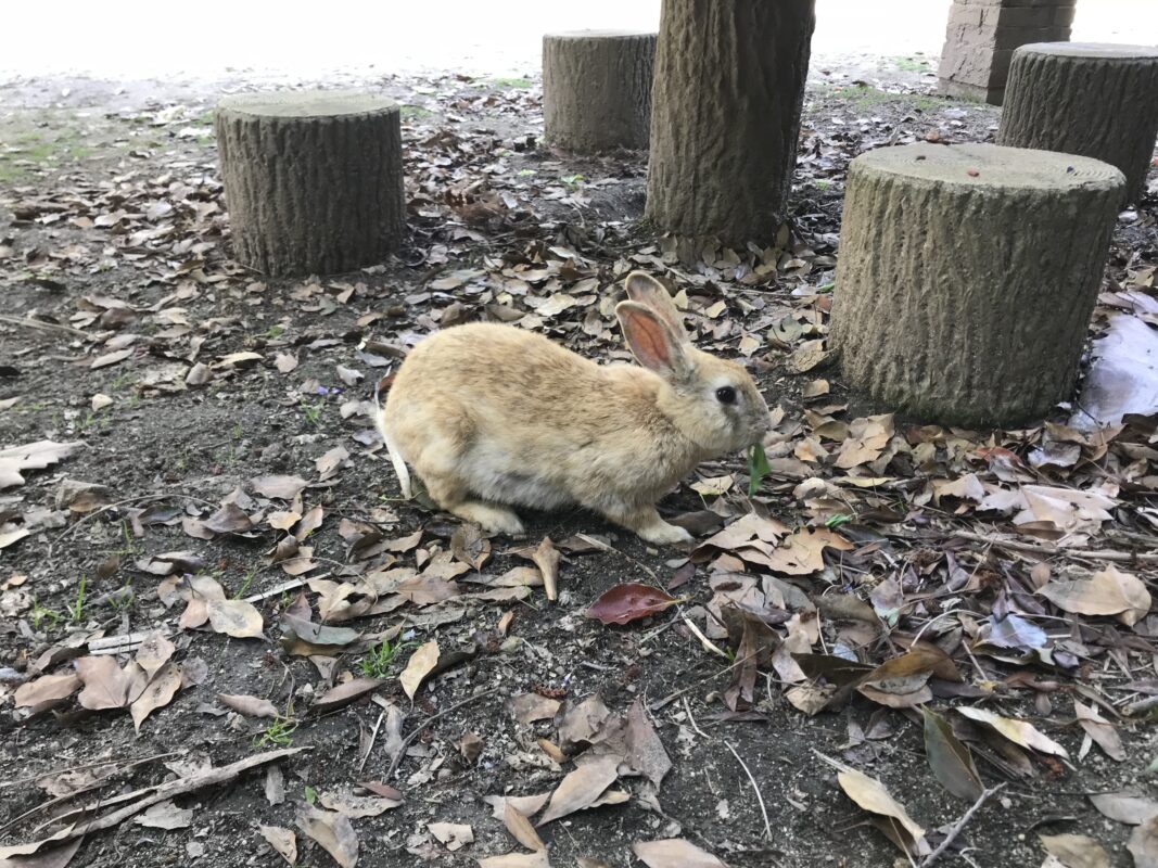 Wild rabbit on Okunoshima Island, Hiroshima Prefecture, Japan