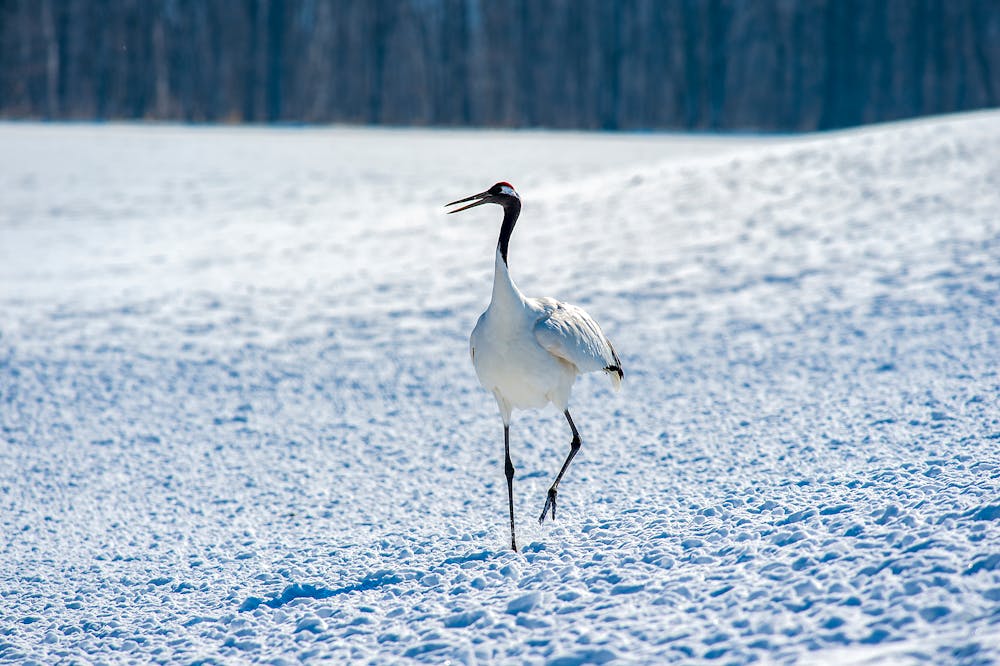 Red-crowned crane walking in snow, Hokkaido, Japan