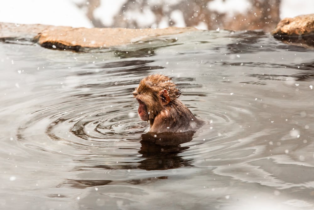 Japanese snow monkey bathing in hot spring at Jigokudani, Nagano