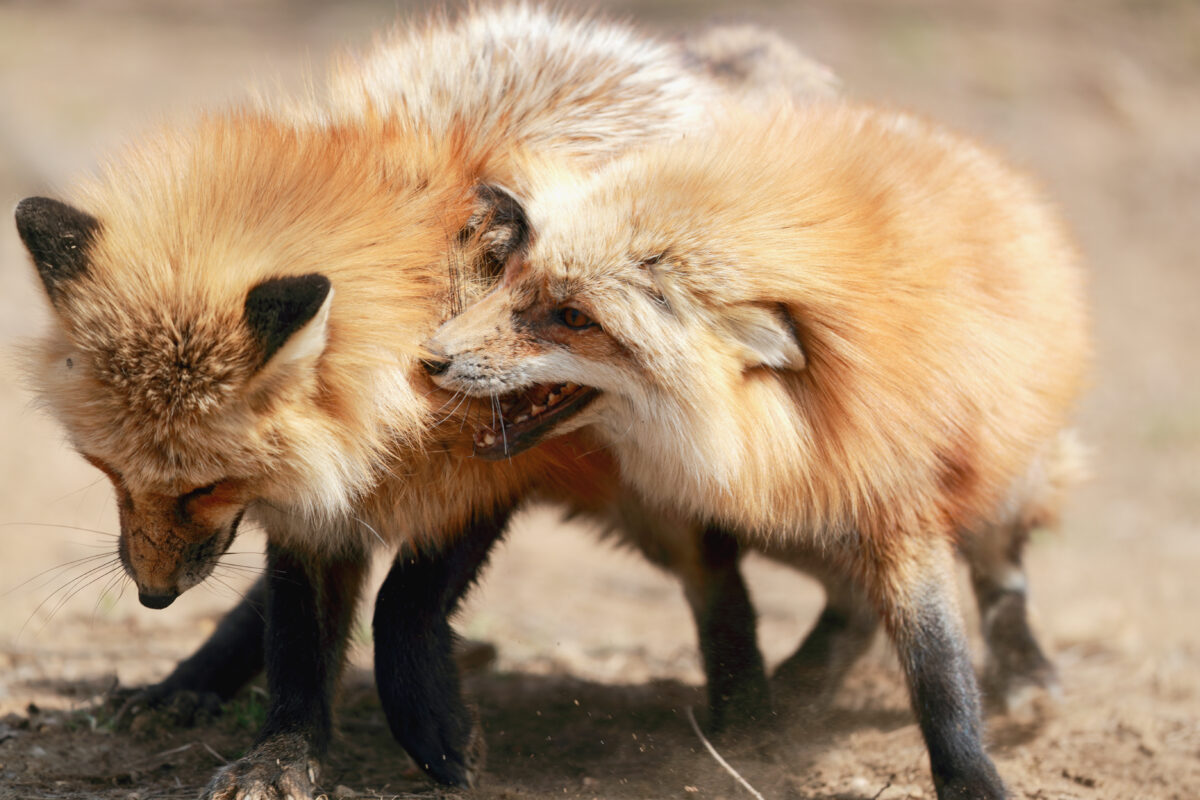 Red fox at Zao Fox Village, Miyagi Prefecture, Japan