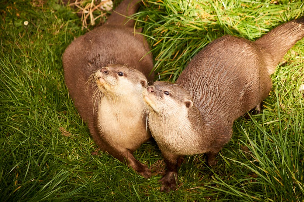 Asian small-clawed otter in Tokyo cafe