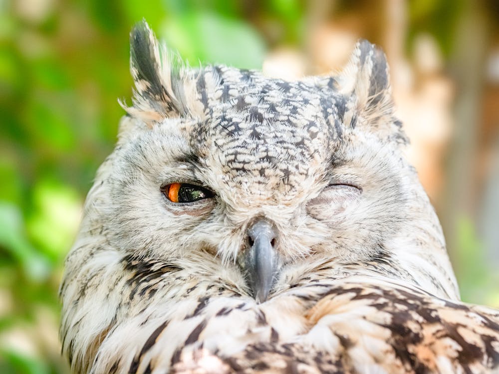 Owl perched in a Japanese owl cafe