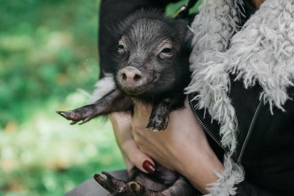 Micro pigs in a Japanese pig cafe