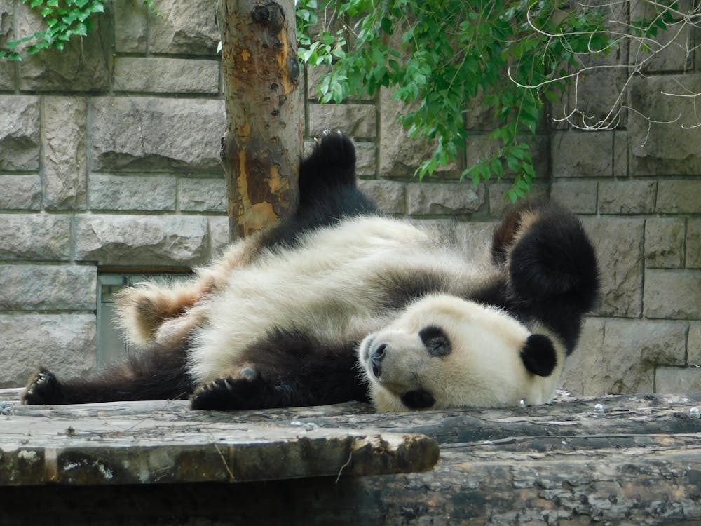 Giant panda at Ueno Zoo, Tokyo