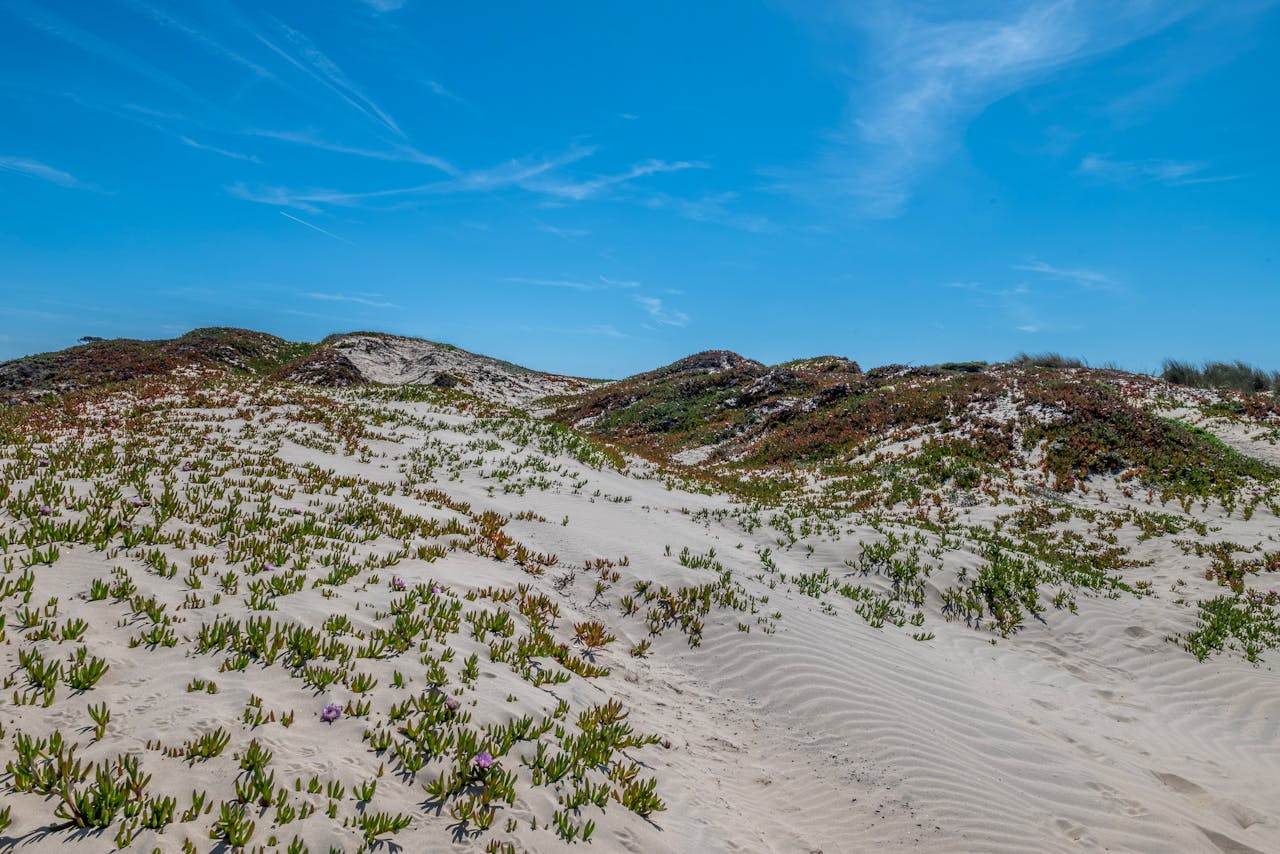Sandy dunes with vegetation at a Mediterranean beach similar to El Saler in Valencia