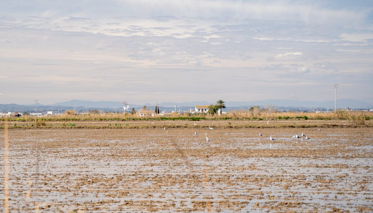 Tranquil Albufera wetlands near El Saler beach in Valencia with birds and greenery