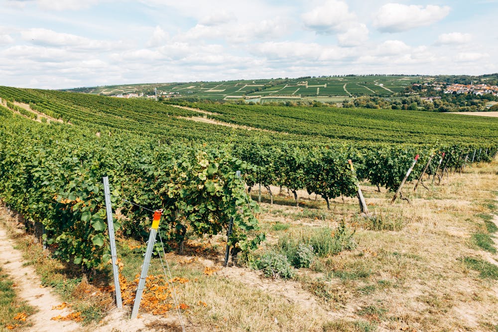 Vineyard in La Rioja wine region