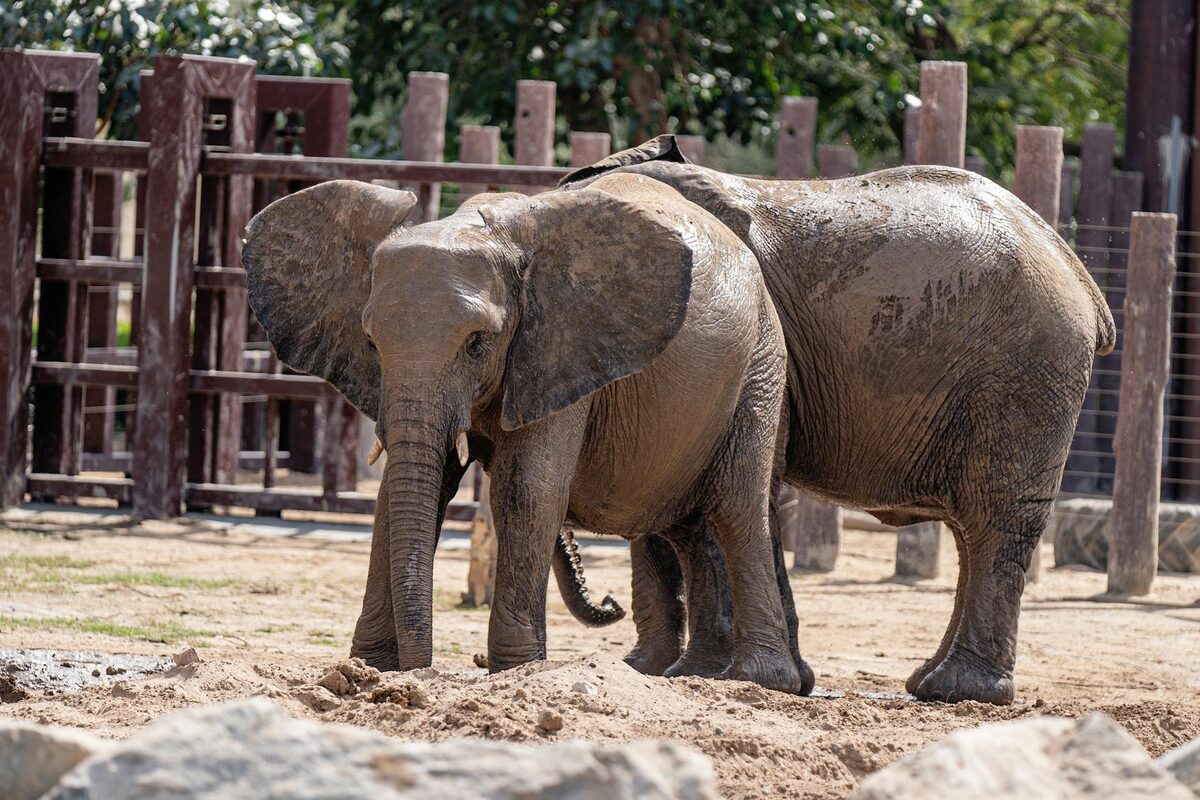 Elephants at Bioparc Valencia