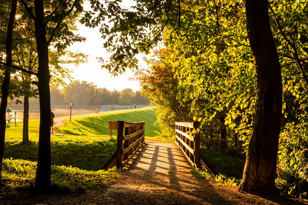 A wooden bridge surrounded by lush greenery bathed in golden sunset light in a park
