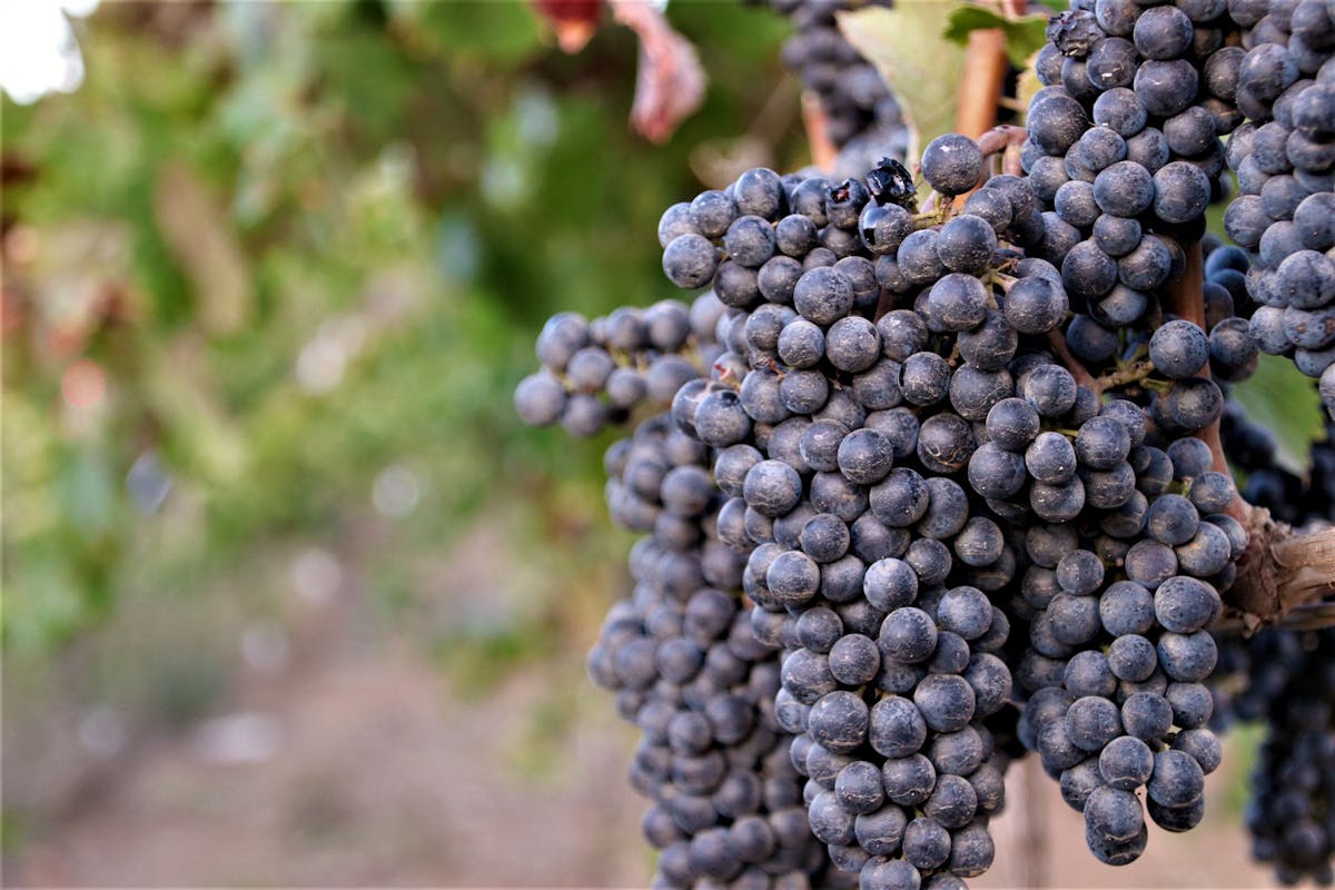 White wine glass with scenic view