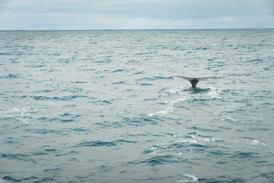 A breathtaking shot of a whale's tail breaking the ocean surface near Iceland, capturing nature's el