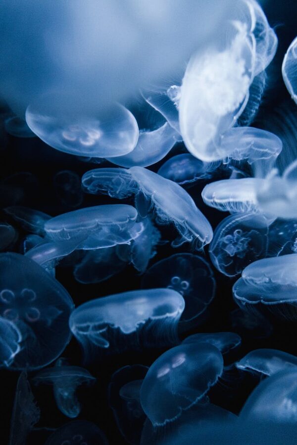 Glowing blue jellyfish gracefully floating in dark water