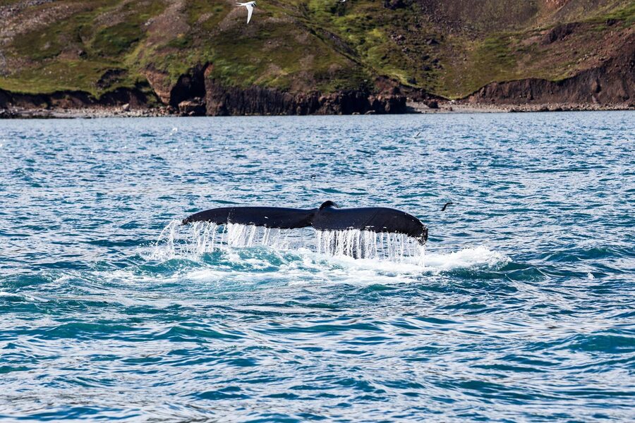 A humpback whale tail emerges from the water off the coast in Húsavík, Iceland.