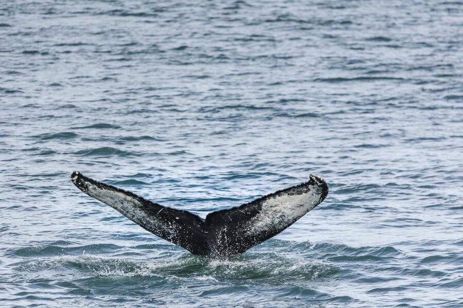 A humpback whale tail splashing in the waters near Akureyri, Iceland.