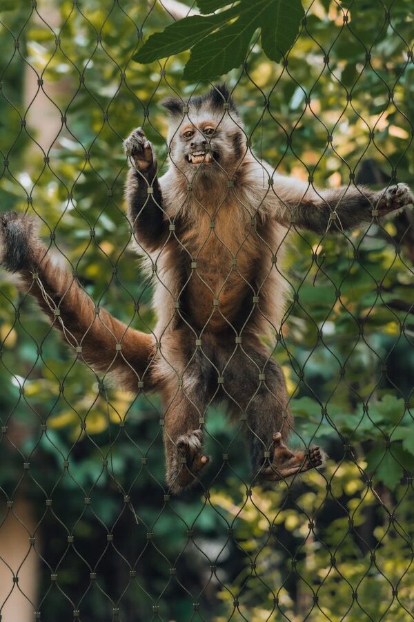 Golden Lion Tamarin perched on a branch at Loro Parque Spain