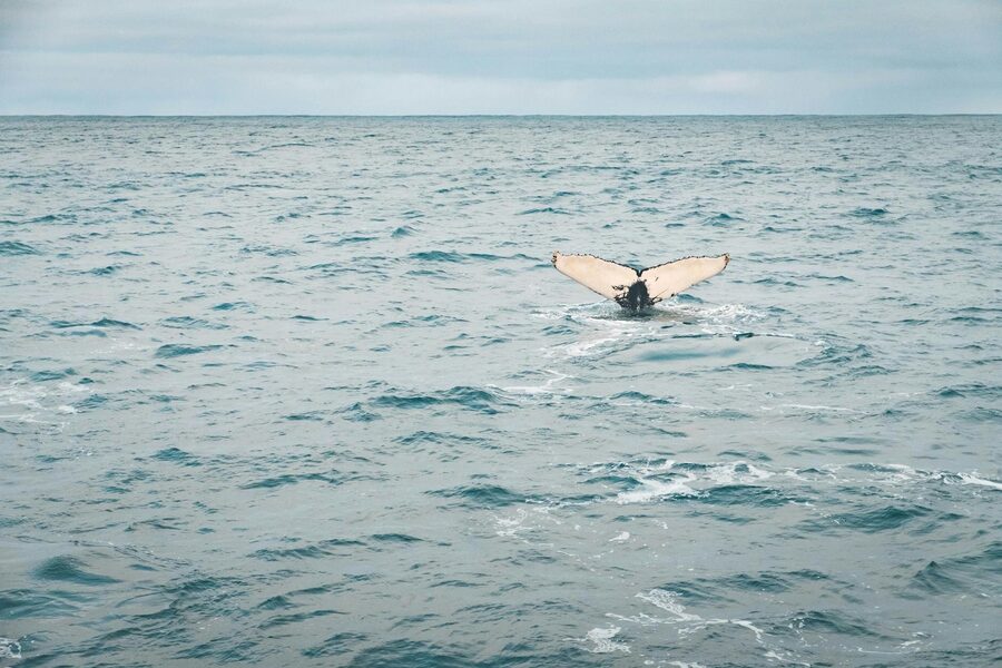 A stunning view of a whale tail surfacing in the ocean near Iceland, depicting marine life.