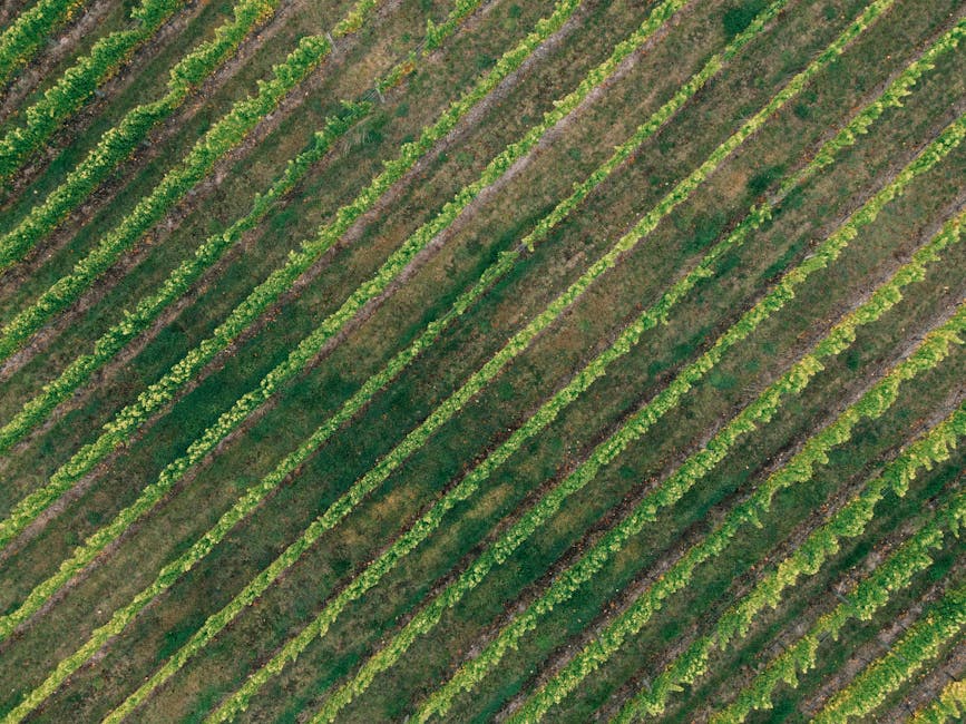 Aerial view of lush green vineyard rows stretching across the landscape