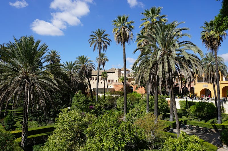 Lush palm trees lining a garden walkway at the Royal Alcazar of Seville