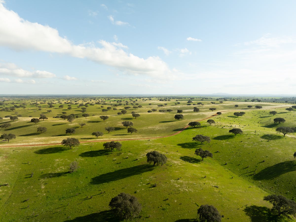 Rolling green plains of the Alentejo region under a blue sky