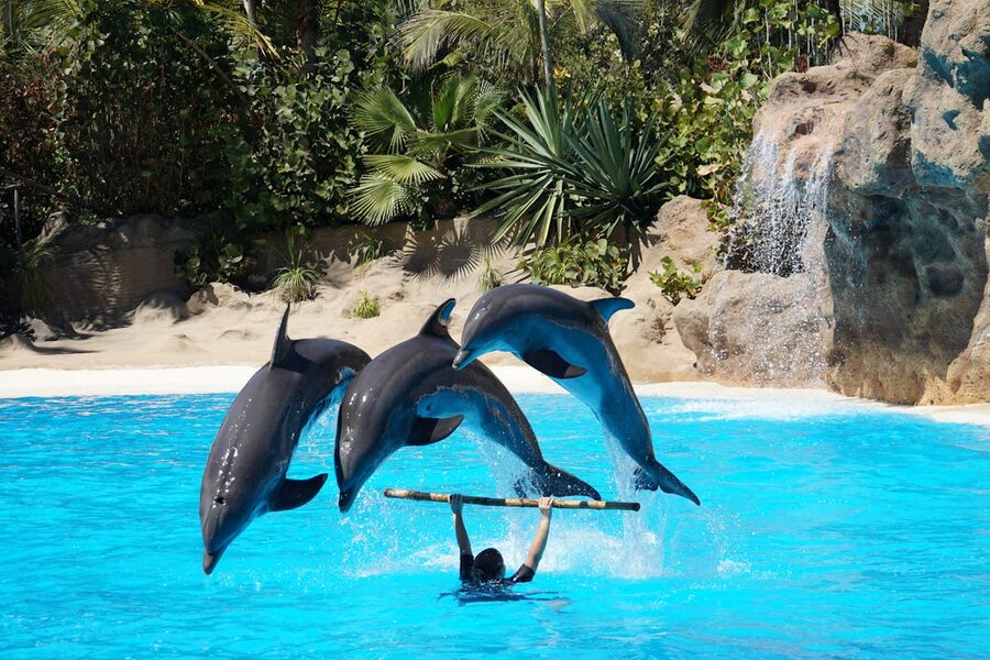 Three dolphins performing a synchronized jump during a dolphin show
